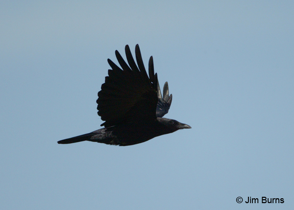 American Crow