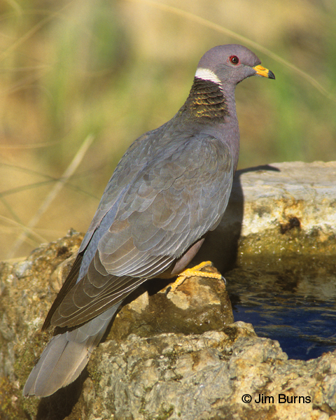 Band-tailed Pigeon