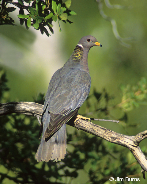 Band-tailed Pigeon