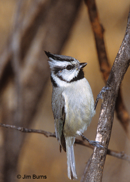 Bridled Titmouse