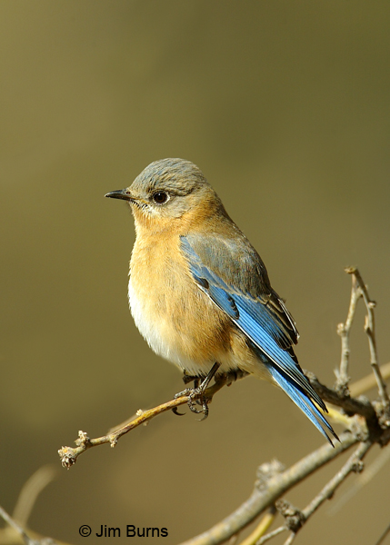 Eastern Bluebird