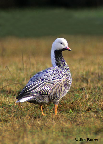 Emperor Goose
