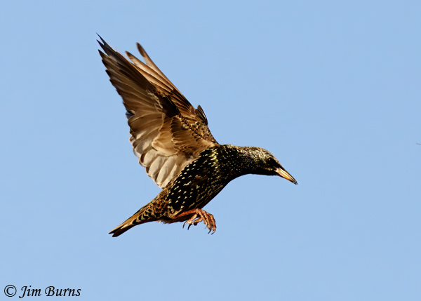 European Starling