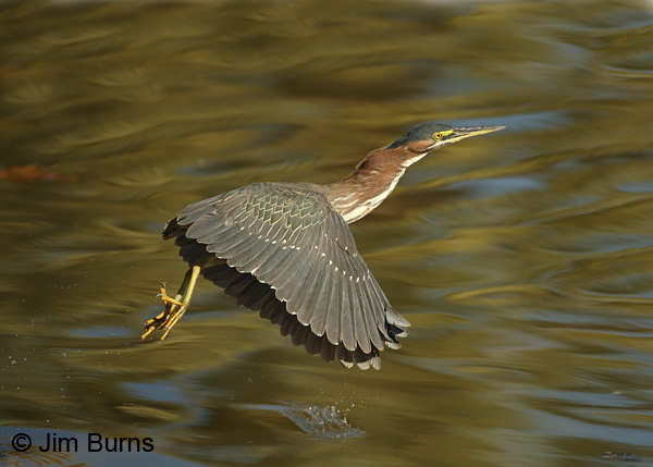 Green Heron