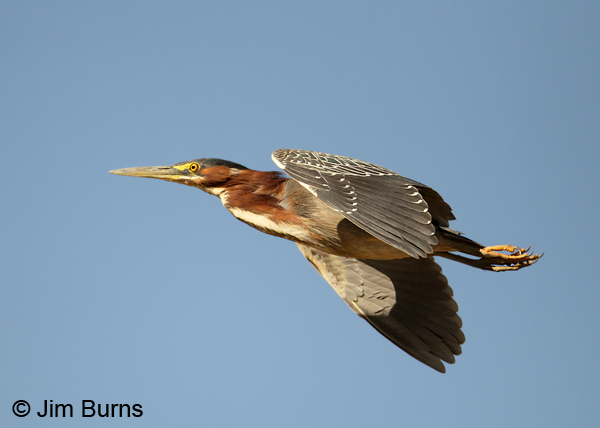 Green Heron