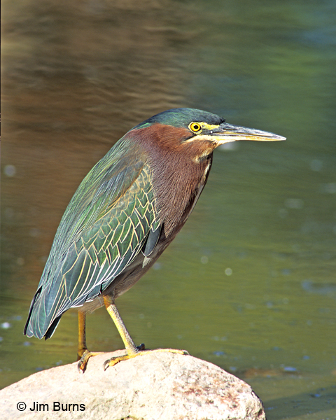 Green Heron