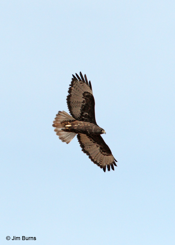 Harlan's dark morph Red-tailed Hawk in flight ventral view