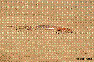 Humboldt Squid (El Diablo Rojo)