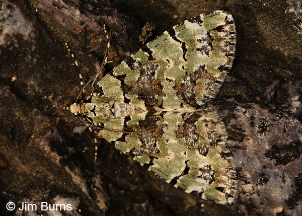 Hydriomena costipunctata