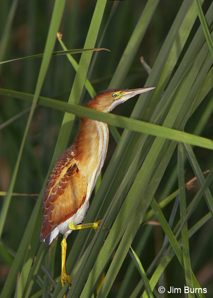 Juvenile Least Bittern