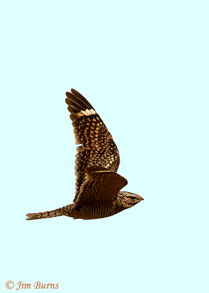 Lesser Nighthawk