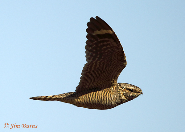 Lesser Nighthawk