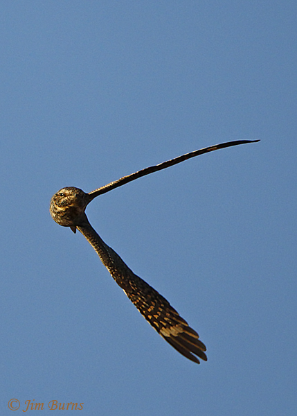 Lesser Nighthawk