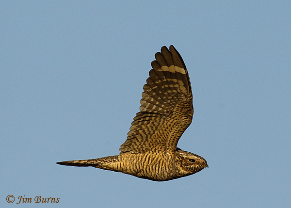 Lesser Nighthawk