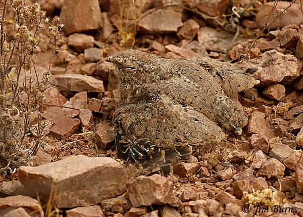 Lesser Nighthawk