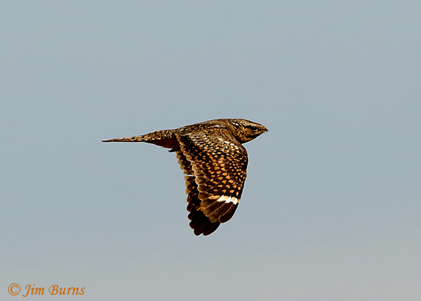 Lesser Nighthawk