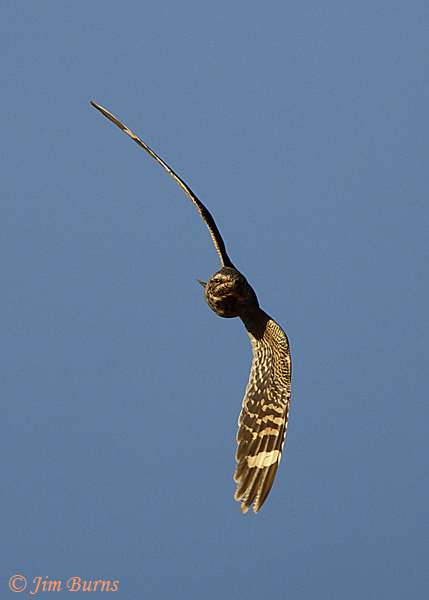 Lesser Nighthawk