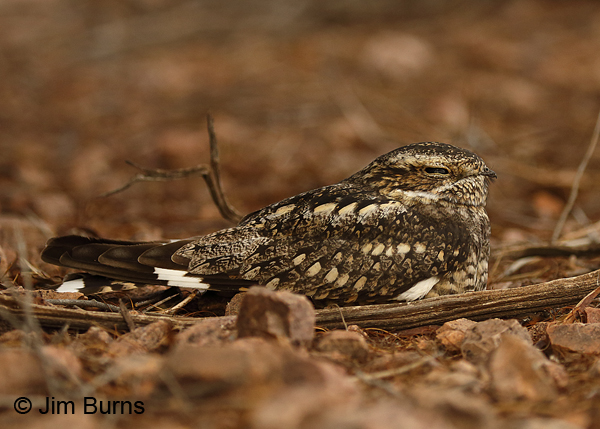 Lesser Nighthawk