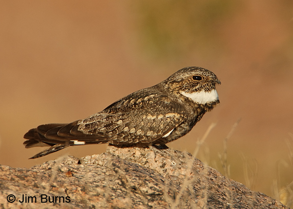 Lesser Nighthawk