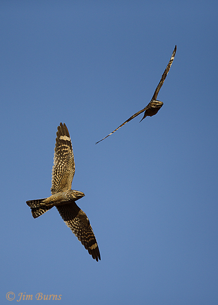 Lesser Nighthawk