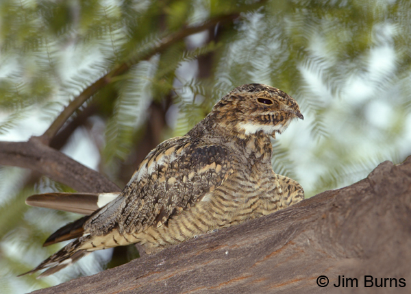 Lesser Nighthawk