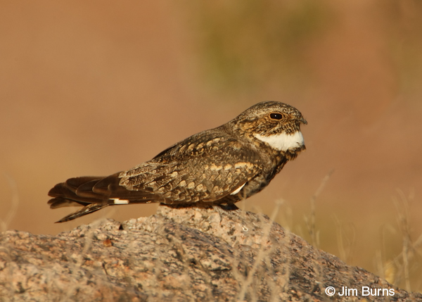 Lesser Nighthawk