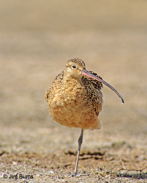 Long-billed Curlew