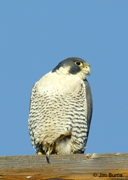 Peregrine Falcon