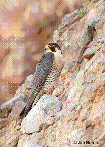 Peregrine Falcon