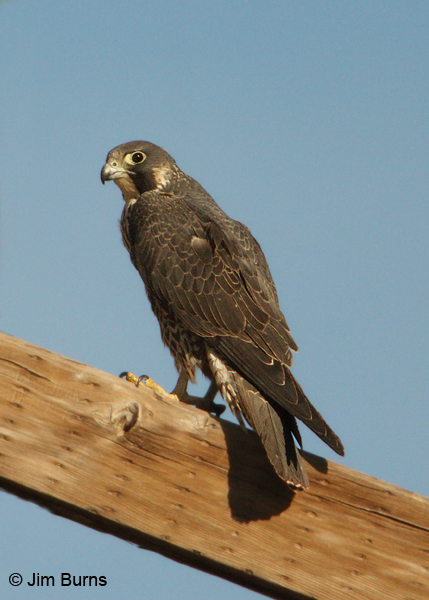 Peregrine Falcon
