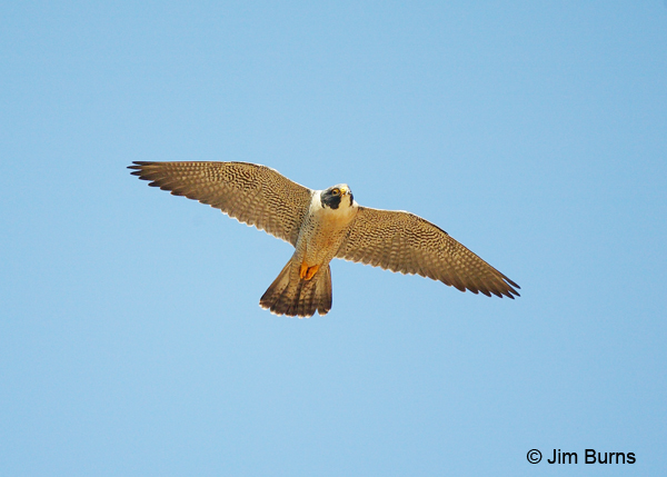 Peregrine Falcon