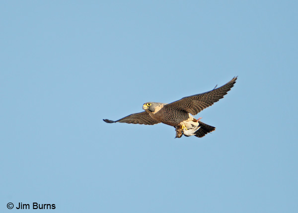 Peregrine Falcon