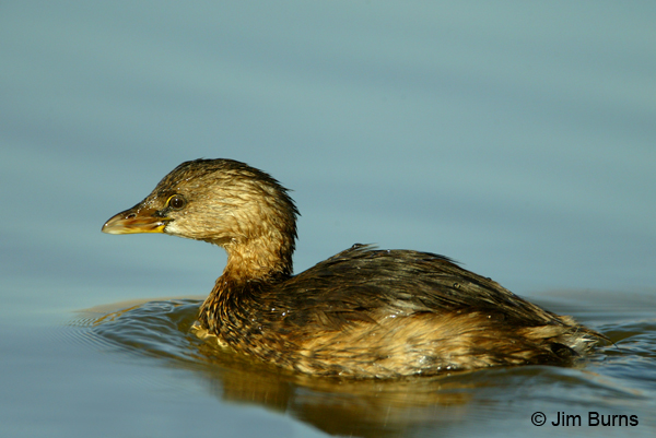 Pied-billed Grebe