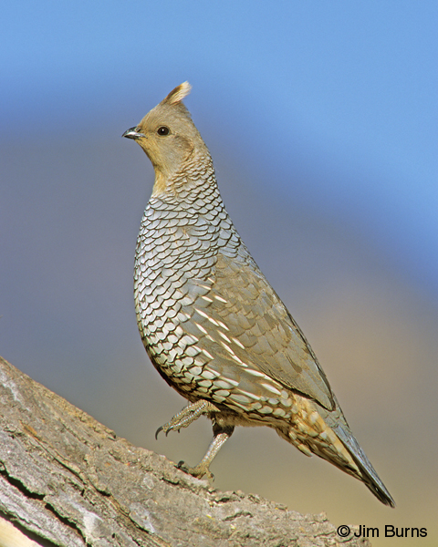 Scaled Quail