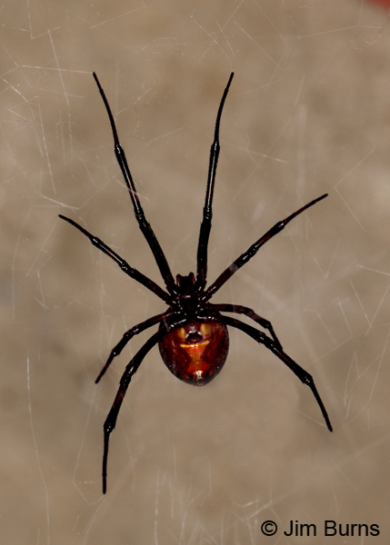Southern Black Widow