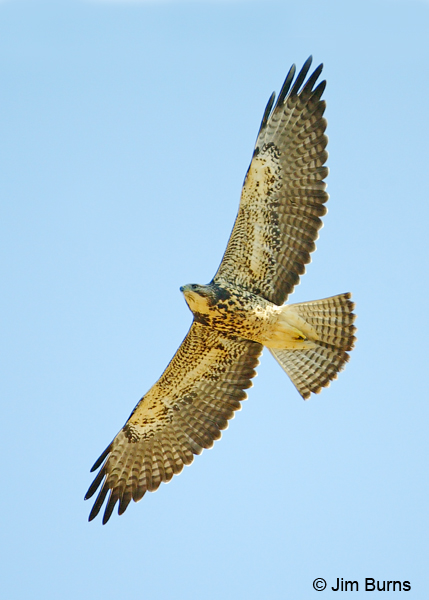 Swainson's Hawk