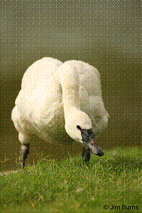 Tundra Swan