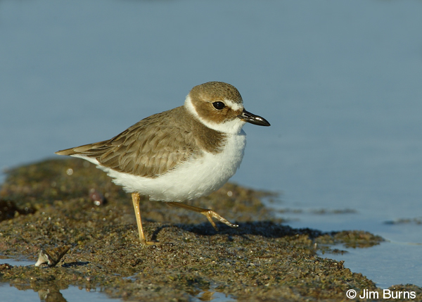 Wilson's Plover
