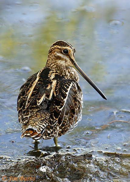 Wilson's Snipe