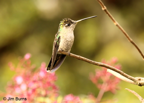 Costa Rica Magnificent Hummingbird