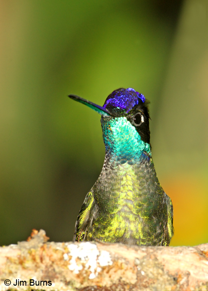 Costa Rica Magnificent Hummingbird