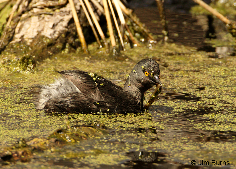 Least Grebe female with nesting material