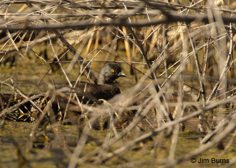 Least Grebe female on nest